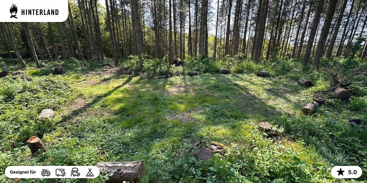 Pure forest bathing - camping in your own forest